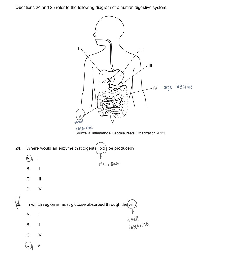 Digestive System Question - Practice Question Solving - EnterMedSchool ...