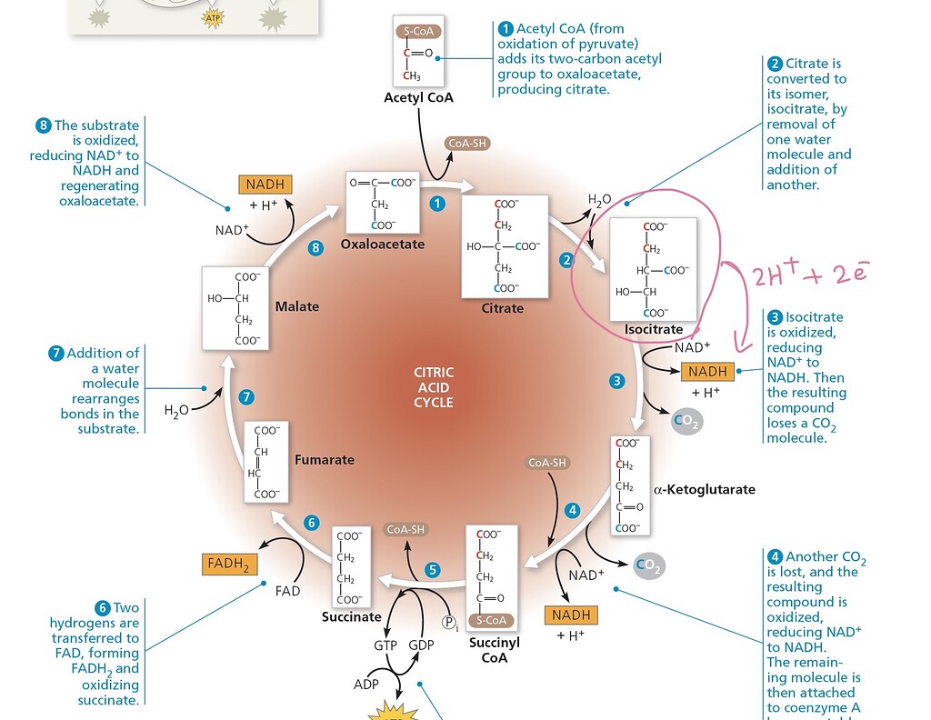 Biology, citric acid cycle - Practice Question Solving - EnterMedSchool ...